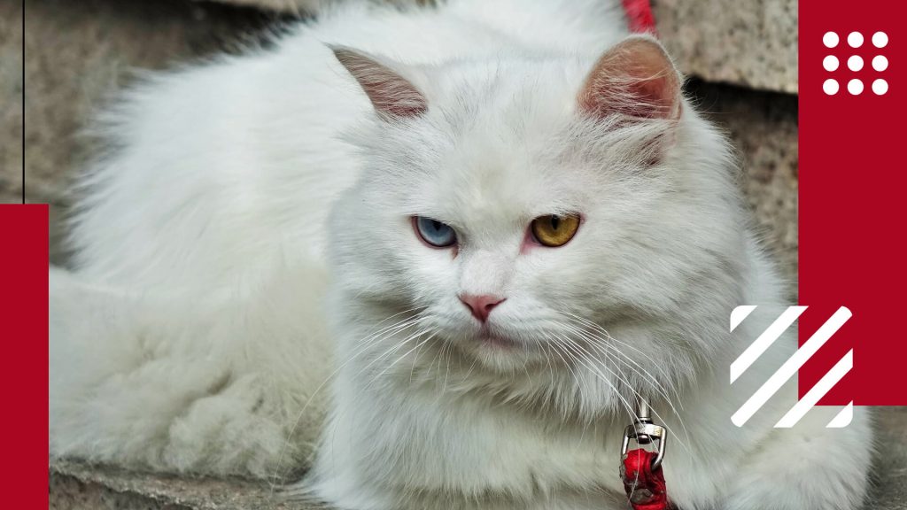 Polydactyl Cats: Understanding the Unique and Amazing Breed - Lil Pet