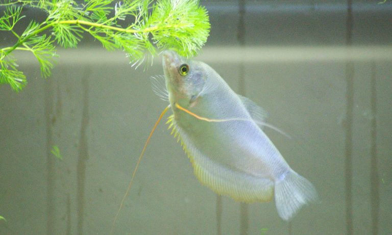 Pet Moonlight Gourami: Personality, Diet & Care - Lil Pet