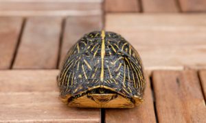 Pet Box Turtle: Personality, Behaviour & Taking Care - Lil Pet