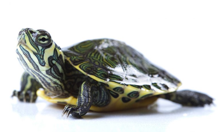 Pet Yellow-Bellied Slider: Personality, Diet & Care - Lil Pet
