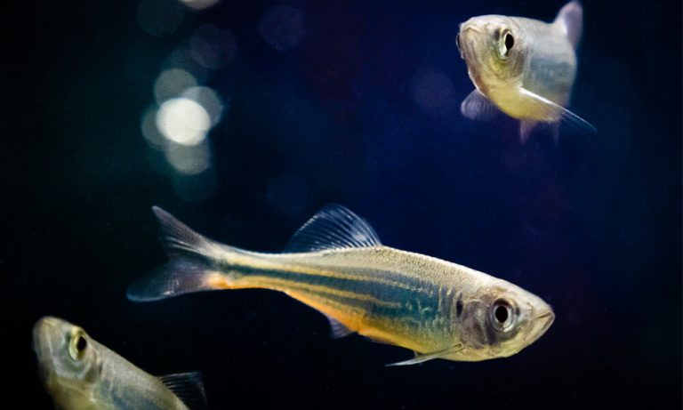 Pet Giant Danio Fish: Personality, Diet & Care - Lil Pet