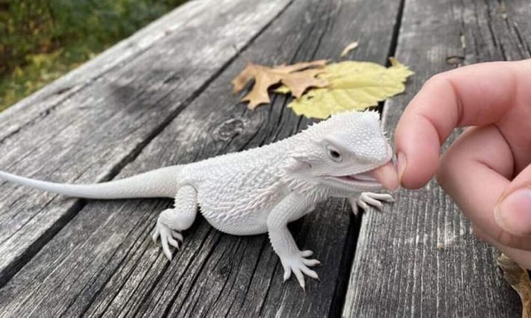 Pet Albino Bearded Dragon: Personality, Diet & Care - Lil Pet