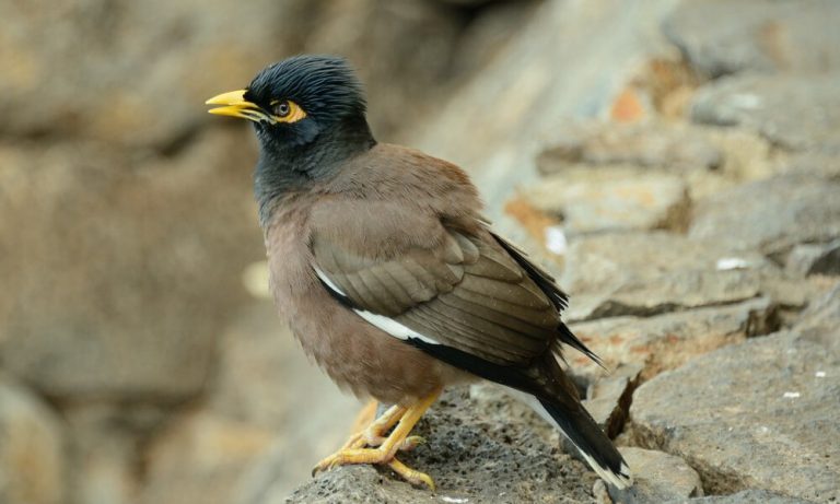 Pet Myna Bird: Personality, Diet & Care - Lil Pet