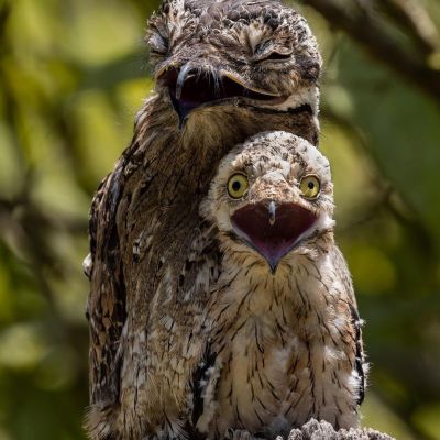 Potoo